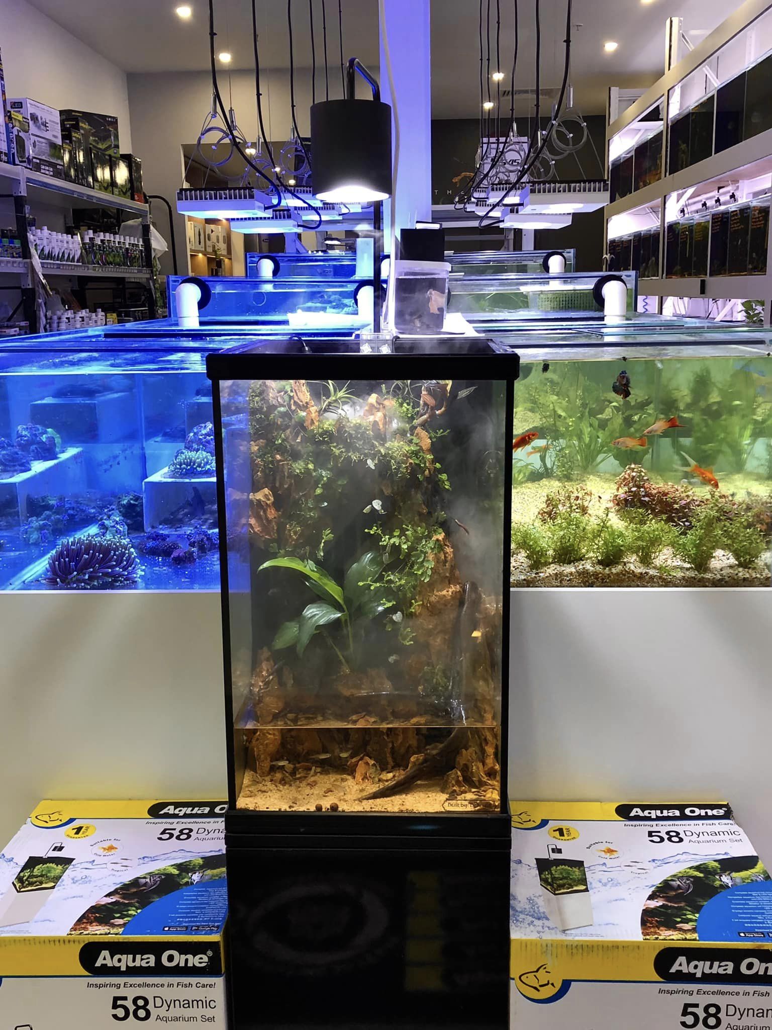 Aquariums & Terrariums – The Aquarium Centre