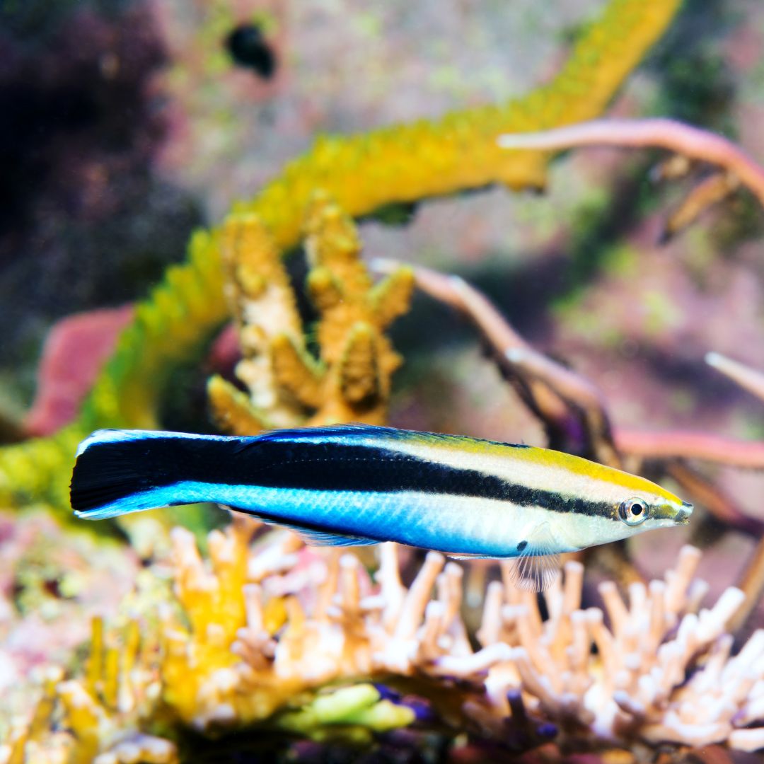 Cleaner Wrasse – The Aquarium Centre