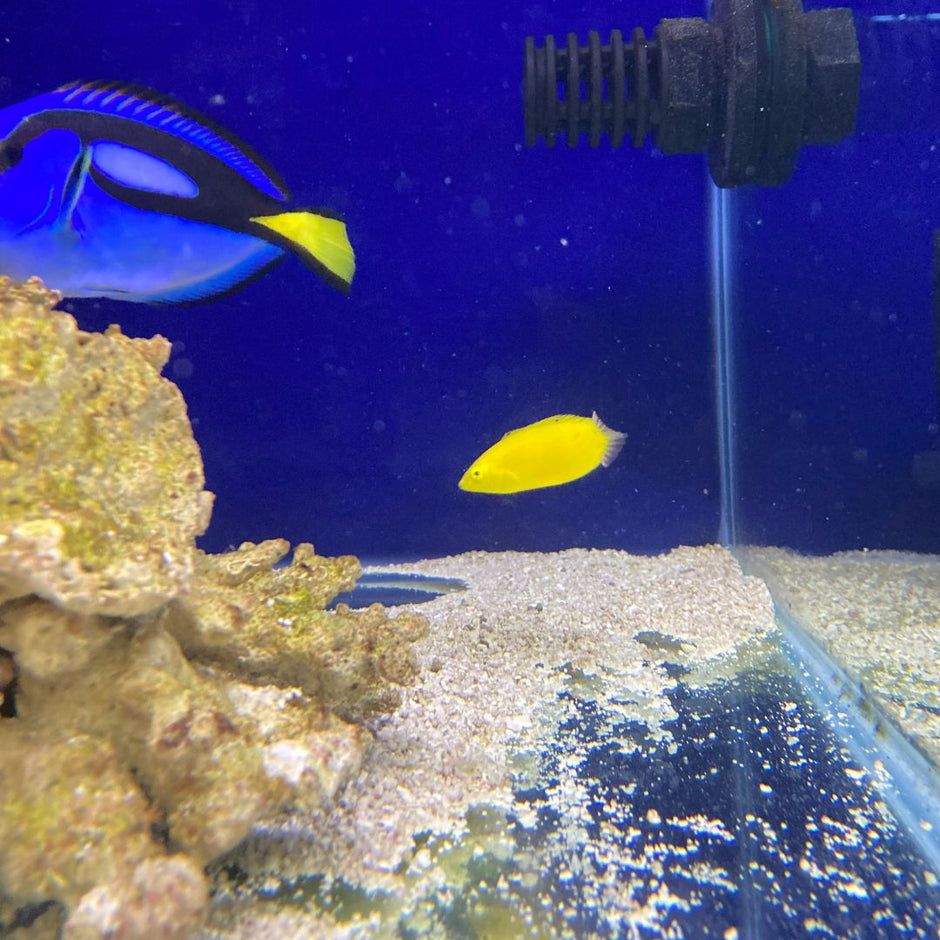 Instagram – The Aquarium Centre